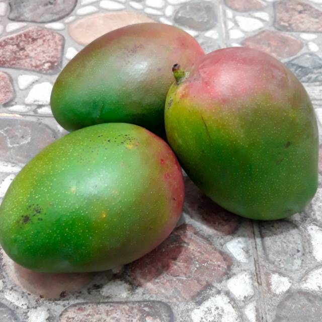 Jual Mangga Brazil 1kg kualitas super | Shopee Indonesia
