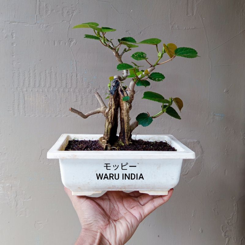 Jual BONSAI WARU INDIA SESUAI FOTO | Shopee Indonesia