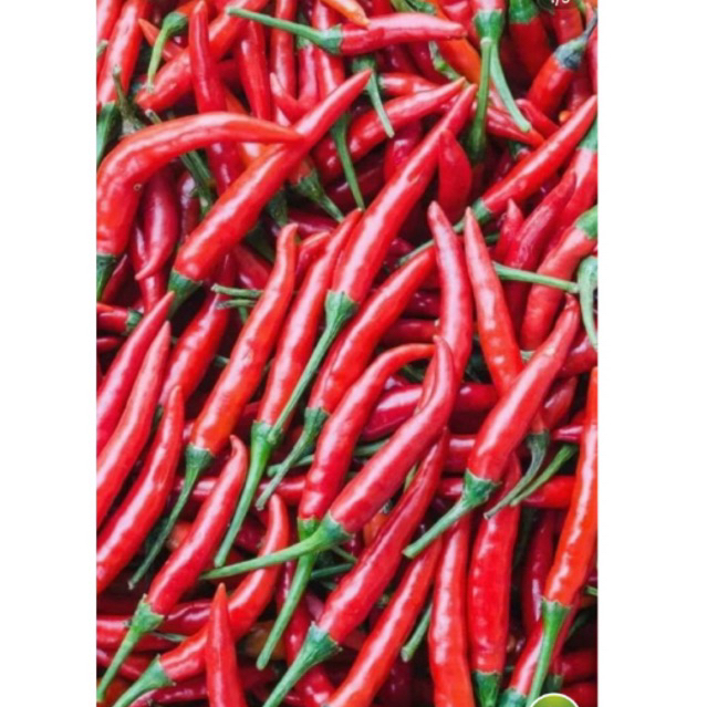 Jual CABE MERAH BESAR 1000gram | Shopee Indonesia