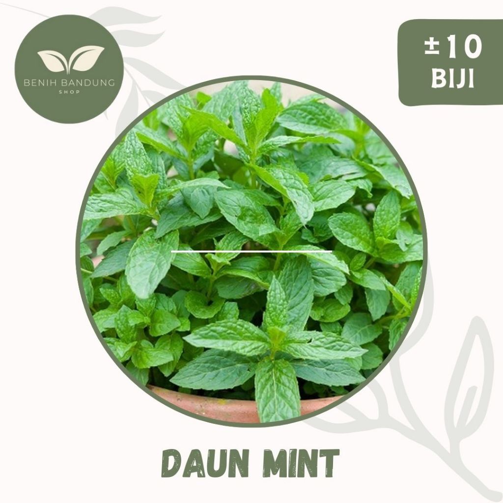Jual 10 Biji - Benih Daun Mint Peppermint Unggul | Shopee Indonesia