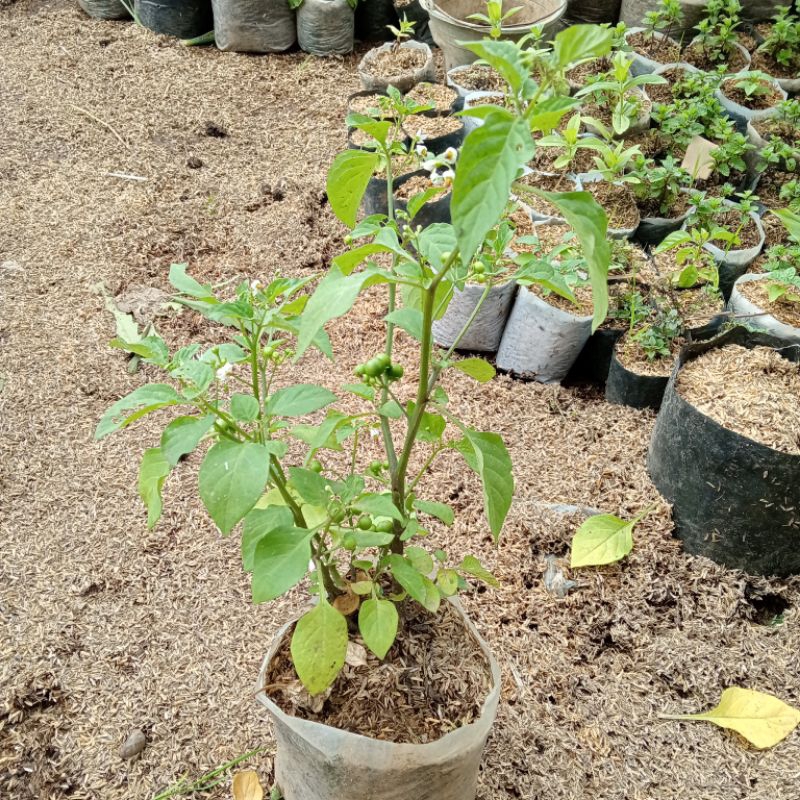 Jual BIBIT LEUNCA/TERUNG HITAM/TANAMAN RANTI SIAP BERBUNGA DAN BERBUAH ...