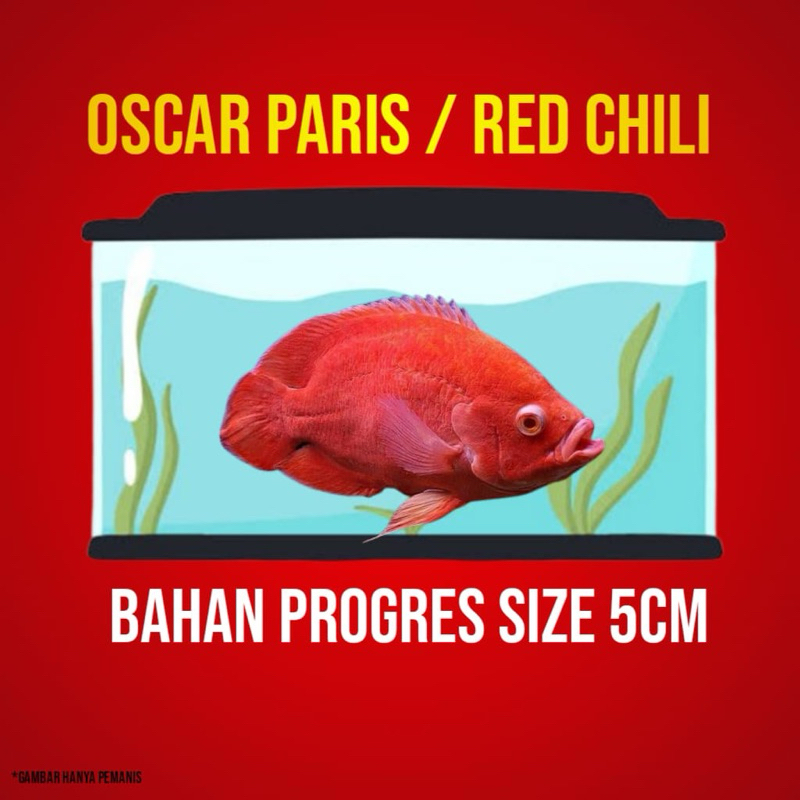 Jual REPLIKA DEKORASI IKAN OSCAR PARIS ALBINO/RED CHILI BAHAN | Shopee ...