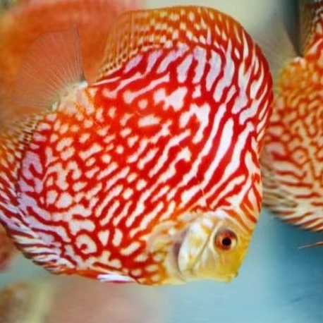 Jual Discus Pigeon Tiger aquarium/ ikan hias Aquascape | Shopee Indonesia