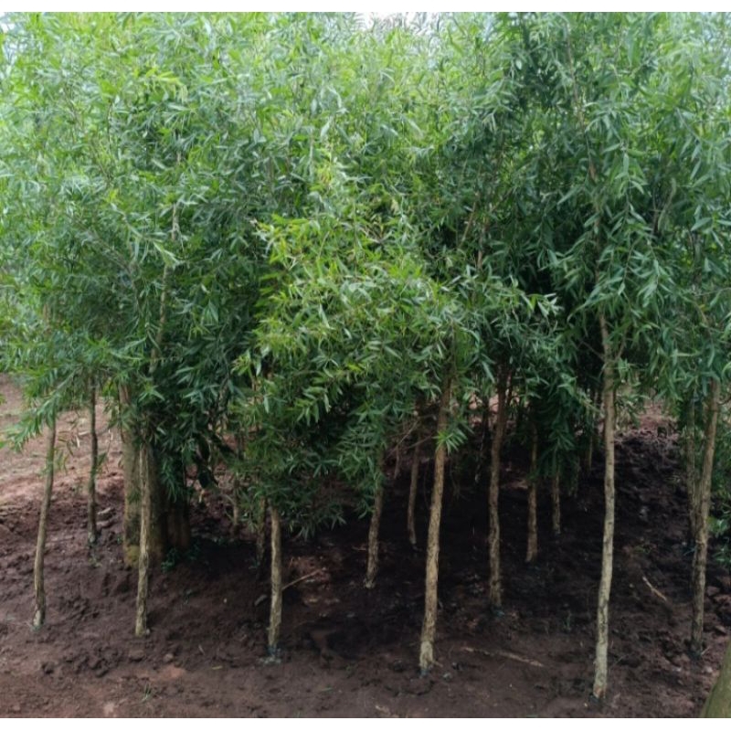 Jual Tanaman kayu putih, tinggi 2 meter lebih//pohon minyak kayu putih ...