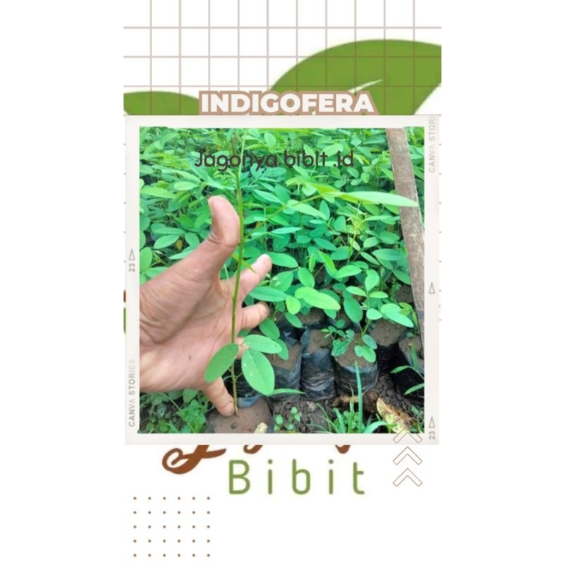 Jual bibit indigofera pakan ternak ( BELI 5 FREE 1 ) | Shopee Indonesia