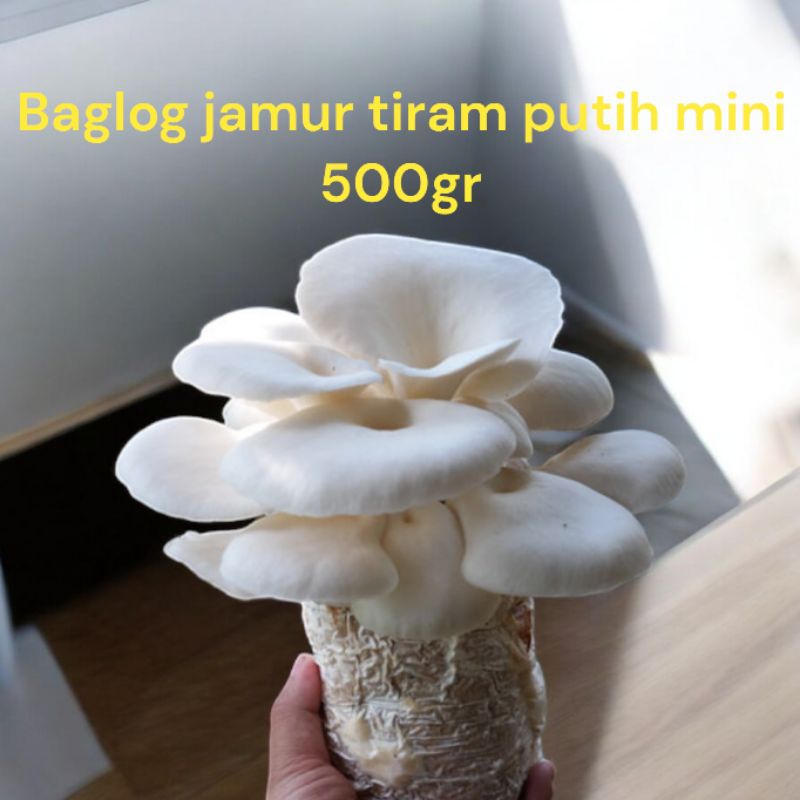 Jual Baglog Mini Jamur Tiram Putih ( f-3 ) 100 Siap Tumbuh | Shopee ...