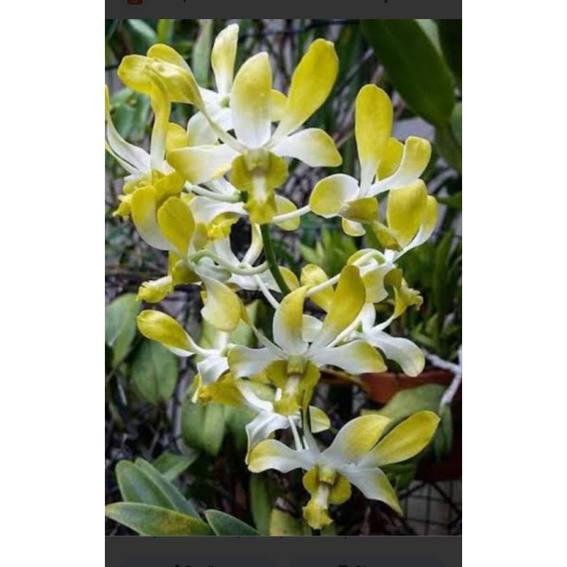 Jual DENDROBIUM GENTING ROYAL DEWASA | Shopee Indonesia