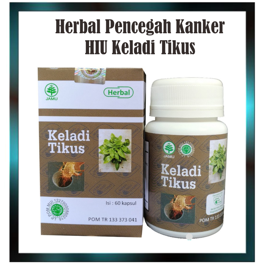 Jual KELADI TIKUS HIU HERBAL OBAT KANKER TUMOR KISTA MIOM EFEK ...
