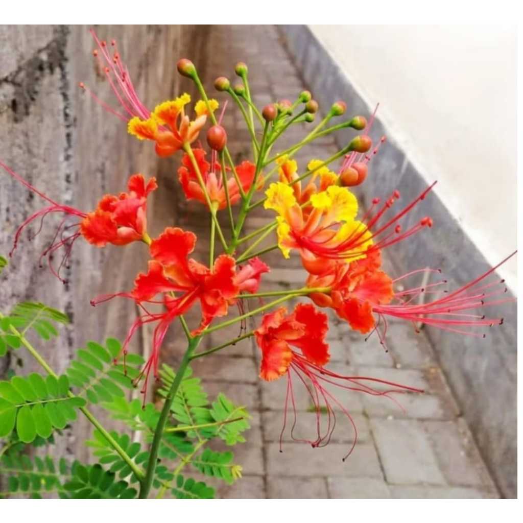 Jual Bibit pohon Flamboyan bunga merah | Shopee Indonesia