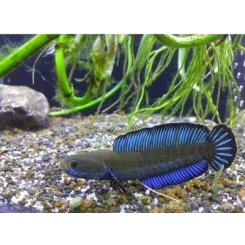 Jual stiker chana andro 4-5 cm | Shopee Indonesia