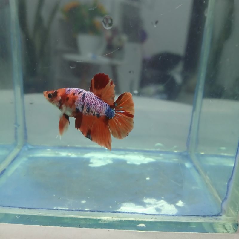 Jual (236) Hiasan Akuarium Plakat Fancy Nemo / Foto Asli ( Cupang ...