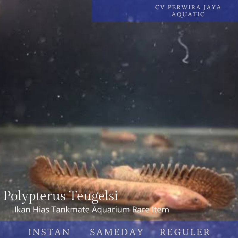 Jual Palmas Teugelsi Polypterus Tankmate Rare Item Hiasan Aquarium ...
