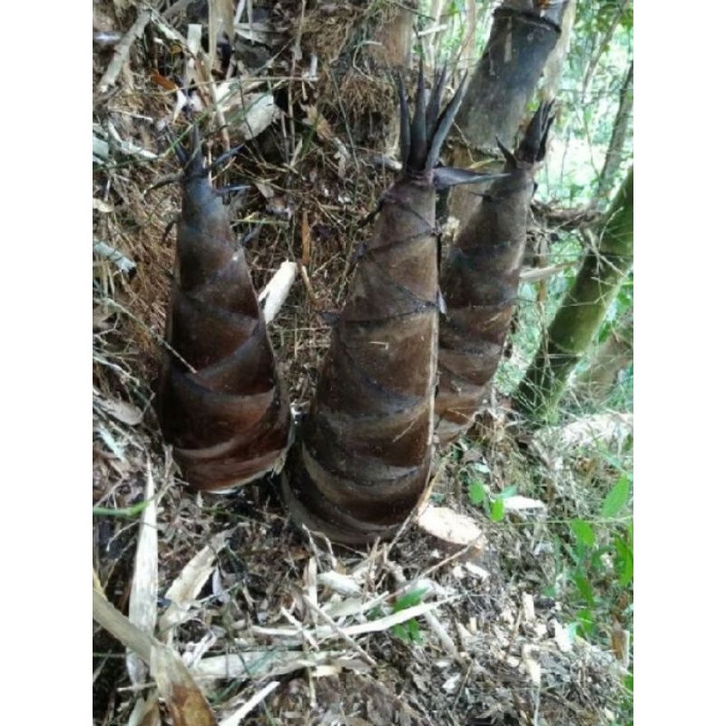 Jual tunas bambu/rebung/tebung/iwung 1 kg | Shopee Indonesia