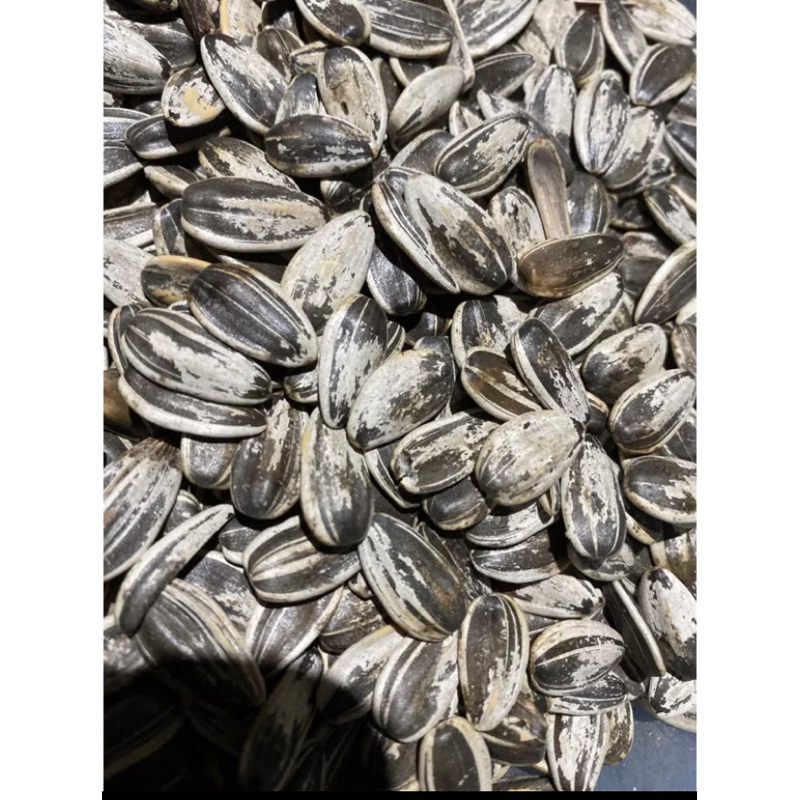 Jual KUACI JUMBO XL KWACI JUMBO KUACI BESAR KWACI BESAR JUMBO KUACI ...