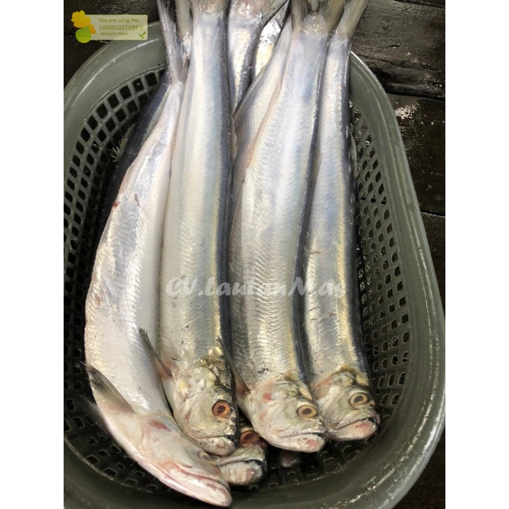 Jual Ikan Golok Golok Ikan Parang Ikan Laut Segar 1Kg | Shopee Indonesia