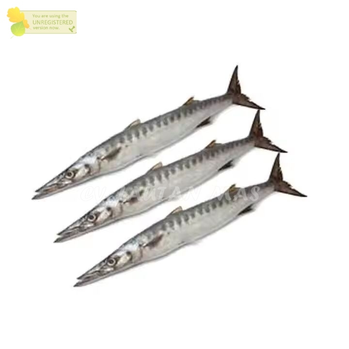 Jual Ikan Barakuda Segar Ikan Alu Alu Ikan Barracuda 1Kg | Shopee Indonesia