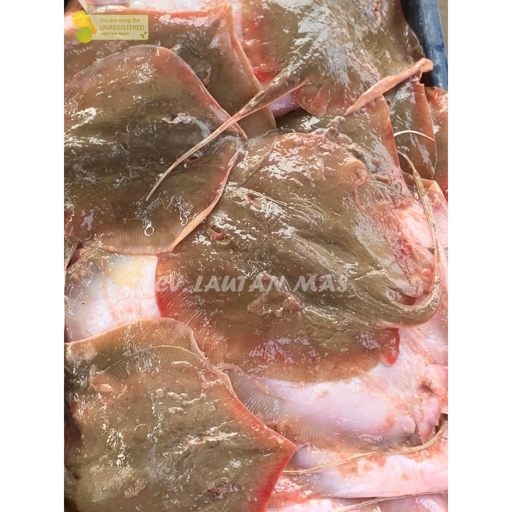 Jual Ikan Pari Segar Ikan Pari Utuh 1Kg | Shopee Indonesia