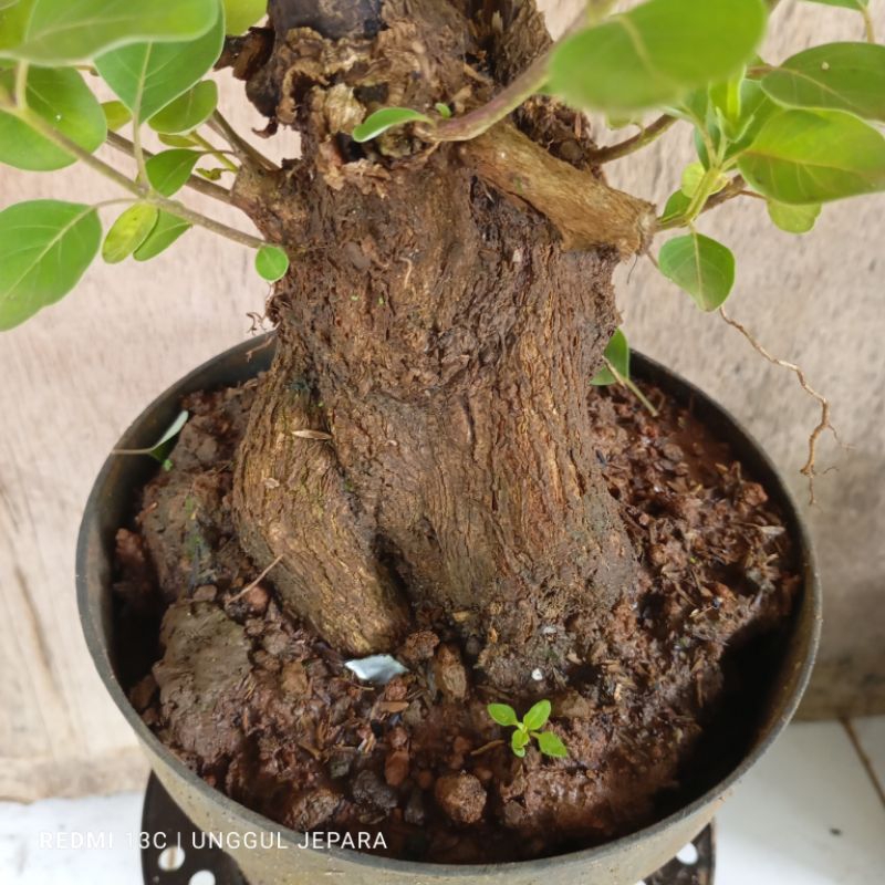 Jual BONSAI LEGUNDI GUNUNG | Shopee Indonesia