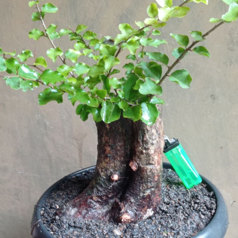 Jual bahan bonsai rukem pucuk merah realpic | Shopee Indonesia
