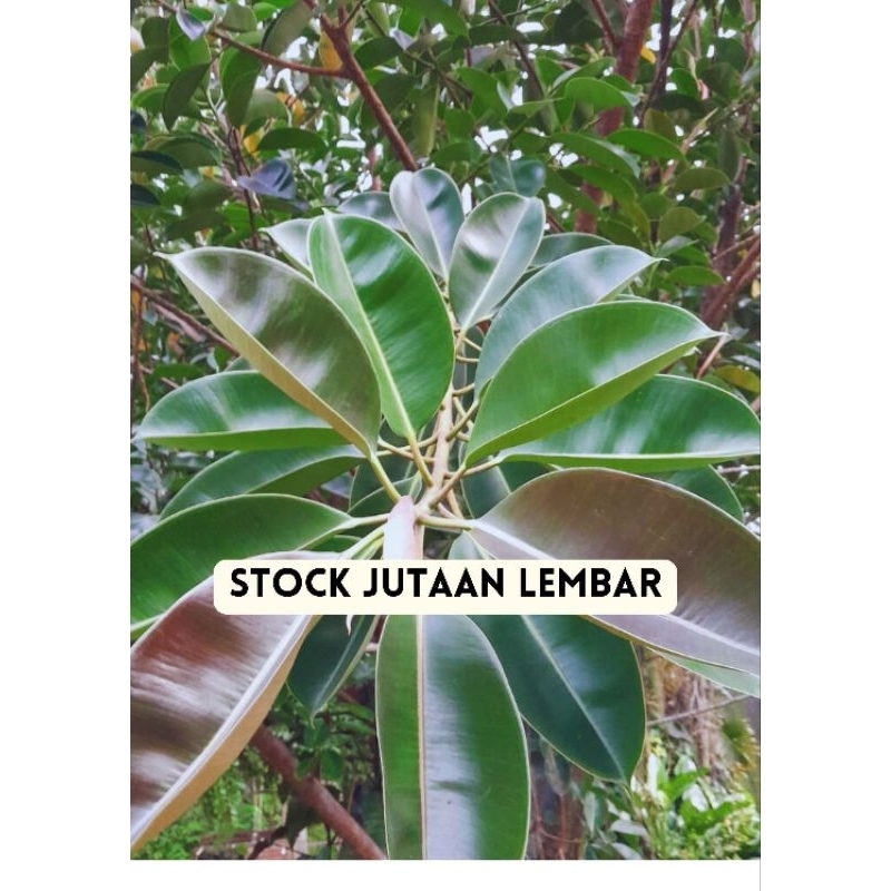 Jual daun karet kebo perlembar perhelai herbal | Shopee Indonesia