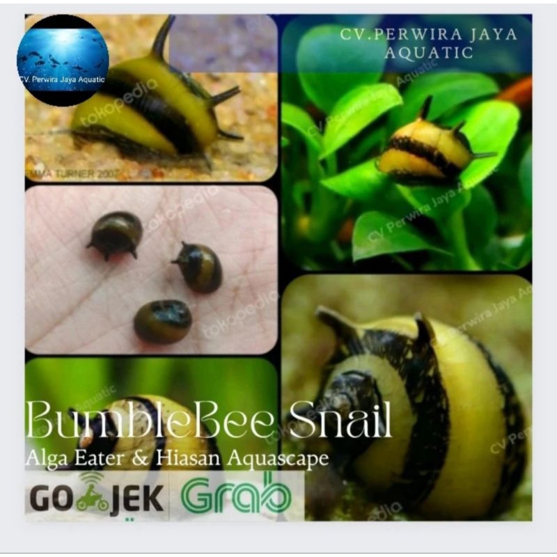 Jual Bumblebee Snail Pembersih Aquarium dan Kolam | Shopee Indonesia