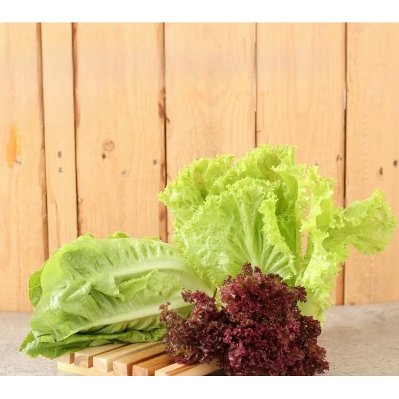 Jual 3 Mix Lettuce ( Romaine , Lolorosa , Selada ) | Shopee Indonesia