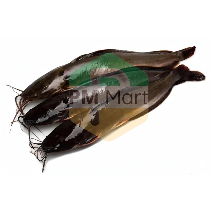 Jual Ikan Lele Segar 500 Gram | Shopee Indonesia