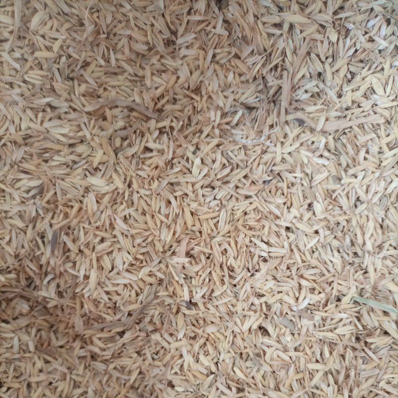 Jual Sekam Brambut Kulit Padi Murni Untuk Media Tanam 1 KG | Shopee ...
