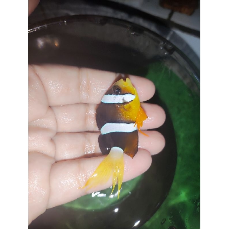 Jual ikan hias polimas nemo polimas | Shopee Indonesia