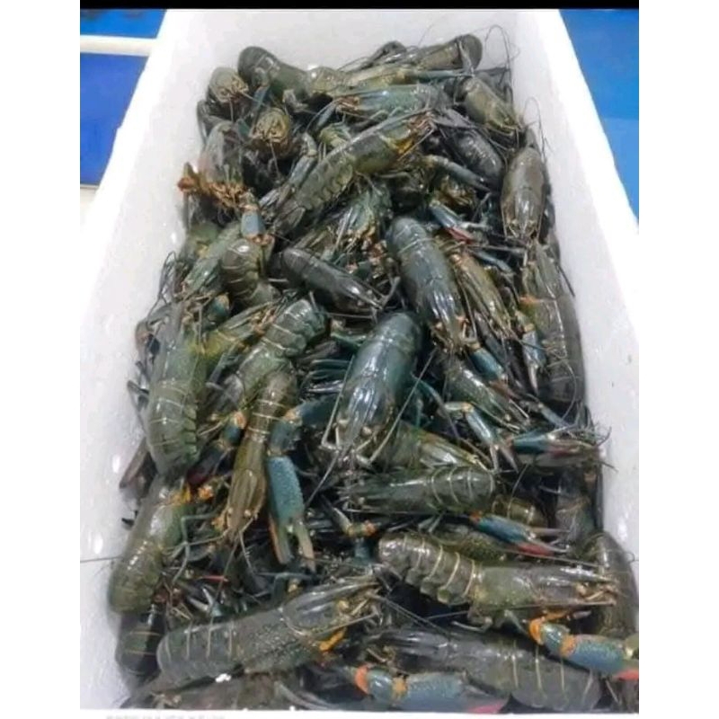 Jual Lobster 1 kg | Shopee Indonesia