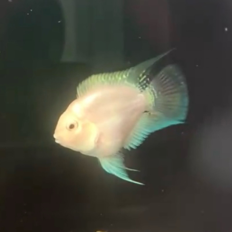 Jual Indukan Ikan Blue/Platinum Polar Parrot (Proven) | Shopee Indonesia