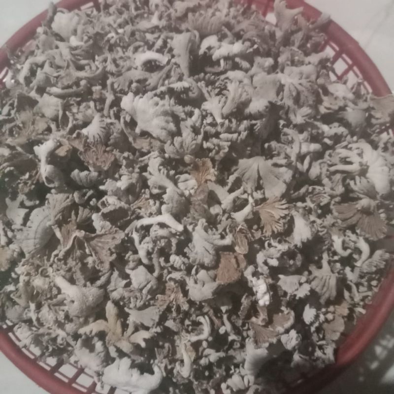 Jual jamur grigit sudah kering kaya manfaat | Shopee Indonesia