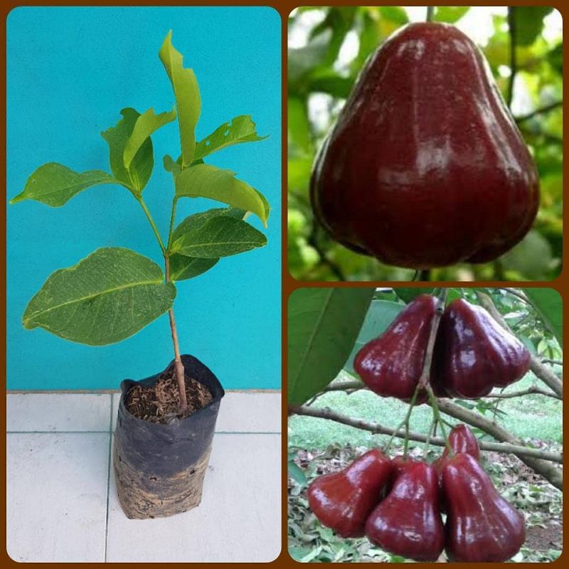 Jual Tanaman Jambu Air Mutiara Hitam Black Diamond Hasil Okulasi ...