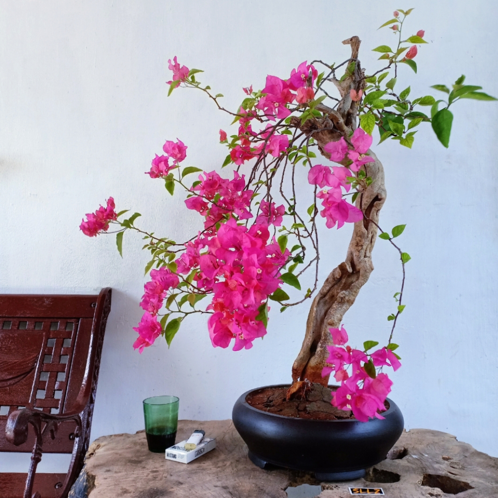 Jual Bonsai Bugenvil Batang Putih Tua Keropos Alami Sesuai Gambar ...