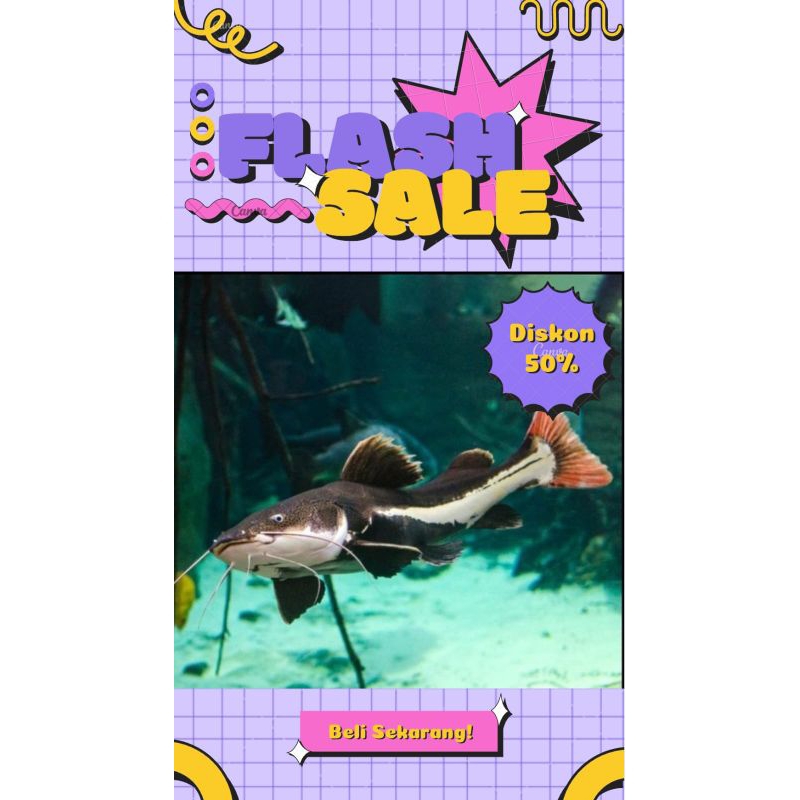 Jual Red Tail Cat Fish RTC 7-8CM #PromoSpecial!! | Shopee Indonesia