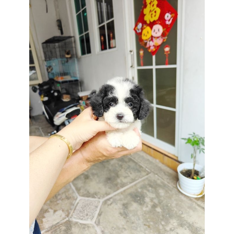 Jual party poodle belang sapi rare colour corak simetris sertifikat stb ...