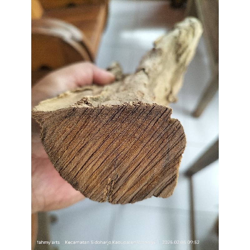 Jual Galih kayu kelor emas kualitas super akar tunjang istimewa ...