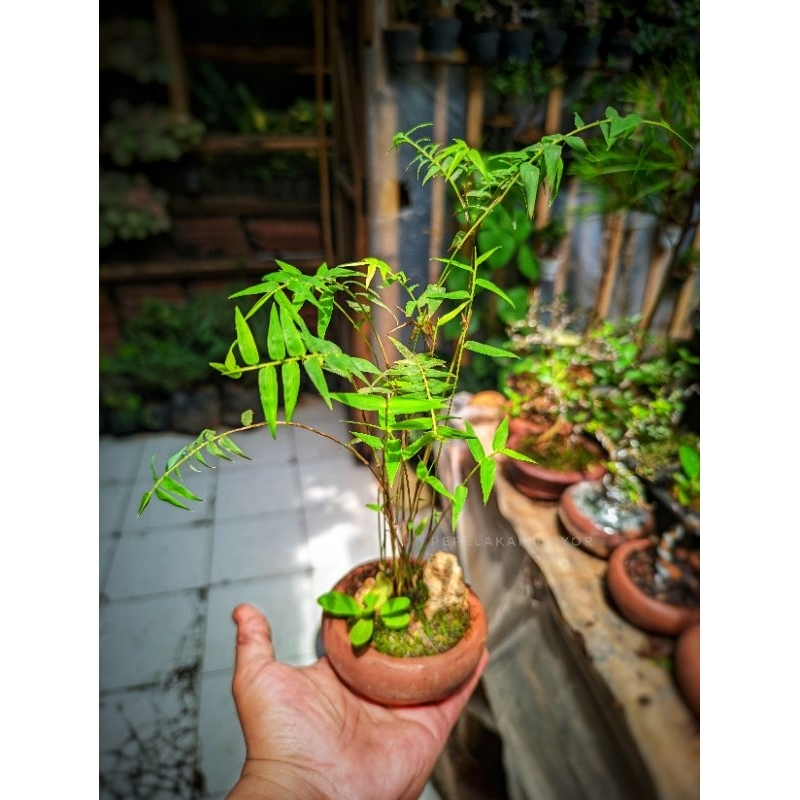Jual Bonsai Mini Bambu Micro Japan Cocok Untuk hiasan meja dan didalam ...