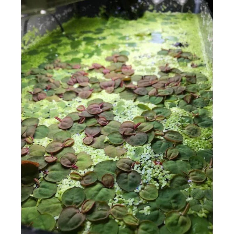 Jual Tanaman apung phyllanthus fluitans atau red root floaters Amazon ...