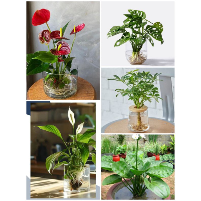 Jual (BISA COD) Tanaman Bisa Hidup di Air - Tanaman Anthurium Mickey ...
