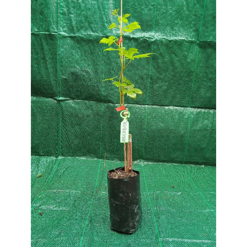 Jual Pohon Bibit Anggur Import Arcadia Ukuran 30 Cm - 45 Cm Asli ...