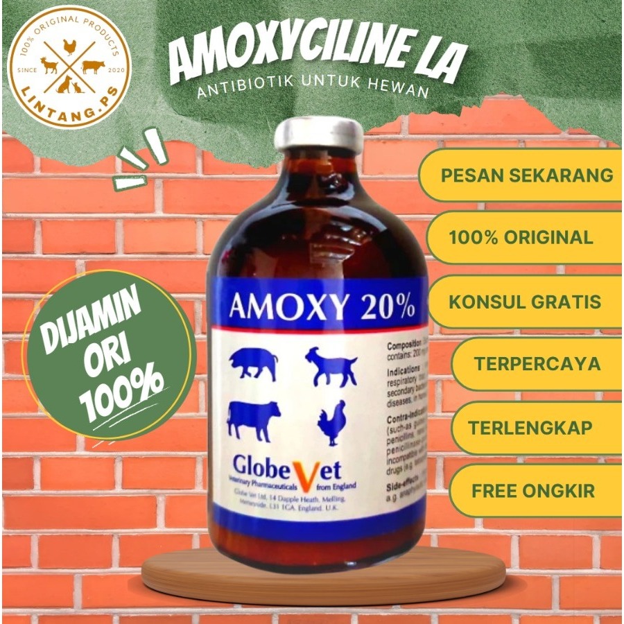 Jual Amoxyciline LA 100ml - Amoxy LA 100ml - Amoxy Globevet 100ml ...