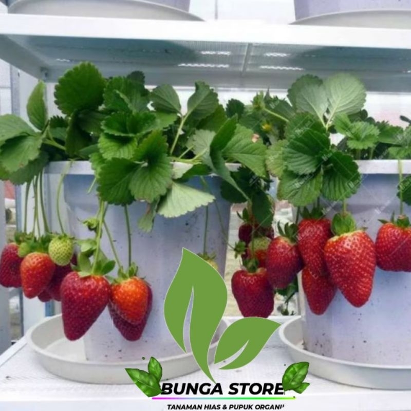 Jual ( BISA COD ) Bibit Tanaman Strawberry Siap Berbuah Tanaman Buah ...