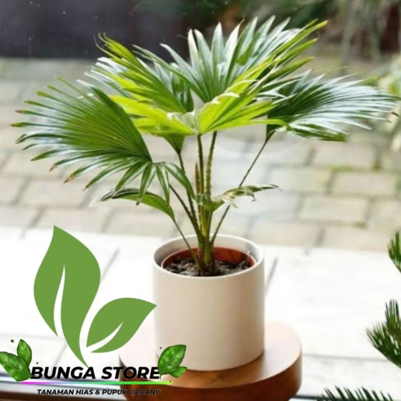 Jual ( BISA COD ) Tanaman Hias Palem Bintang Palm Sadeng / Pohon Palem ...
