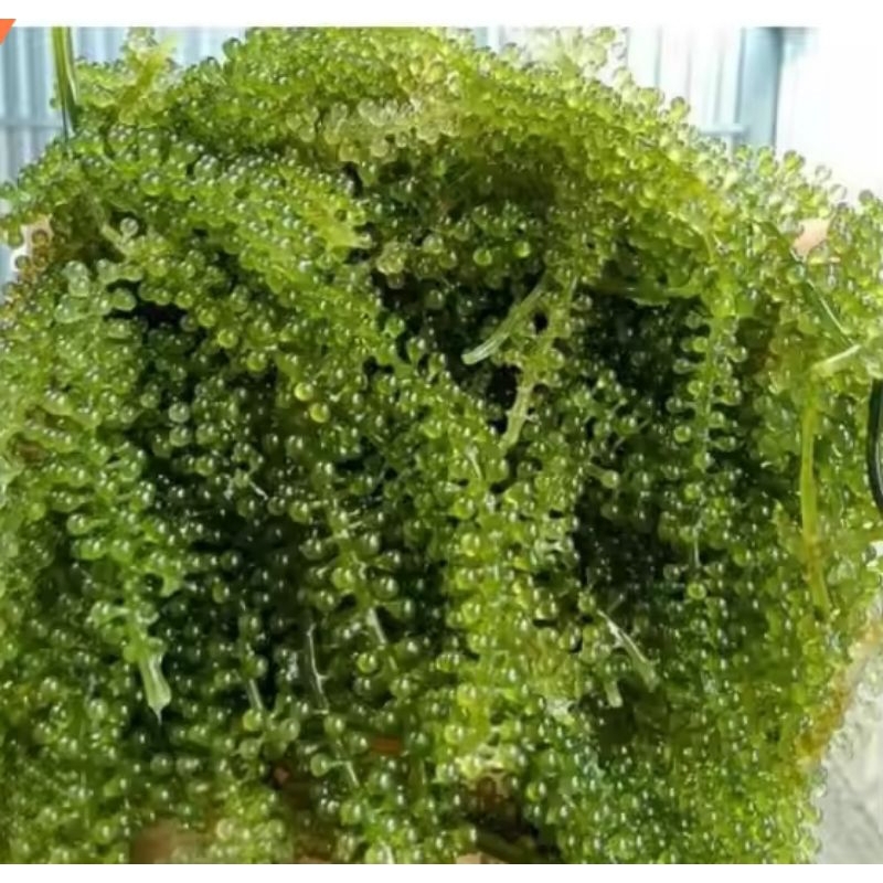 Jual latoh/lawi lawi/anggur laut /bulung boni/green caviar 1 kg ...