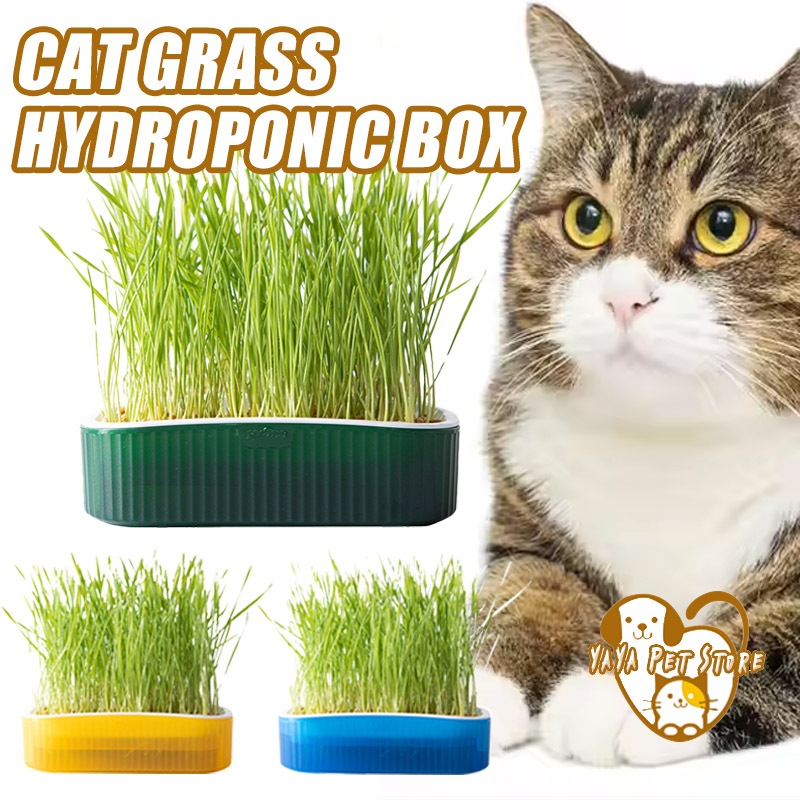 Jual Rumput Bertanam Kucing Hidroponik (Free 8Bag Seed) Paket Lengkap ...