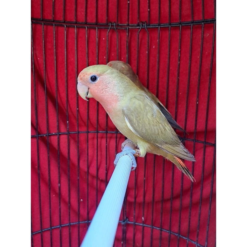 Jual Lovebird Paud Nonklep (NK) Olive Opaline/Cinnamon x Olive Marbled ...