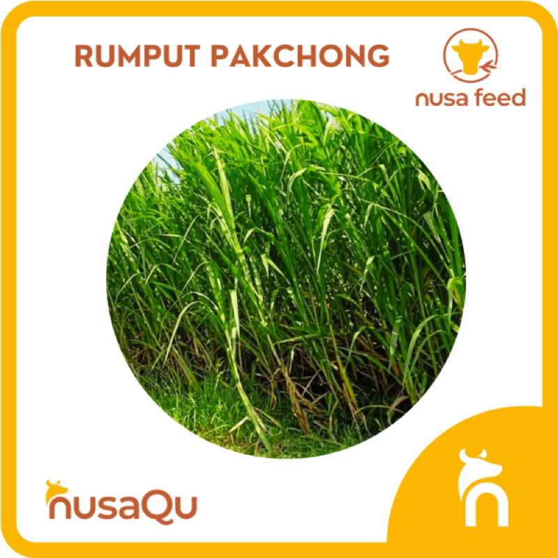 Jual Bibit Rumput Pakcong Super 1 Kg / Bibit Napier Pakcong / Bibit ...