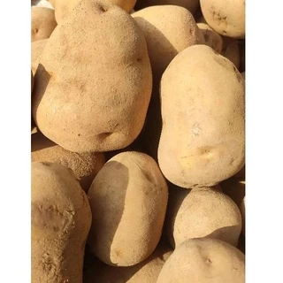 Jual Kentang 1 Kg Terlengkap & Harga Terbaru April 2025 | Shopee Indonesia