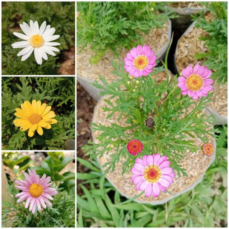 Jual paket 4 tanaman daisy klasik bunga cantik | Shopee Indonesia
